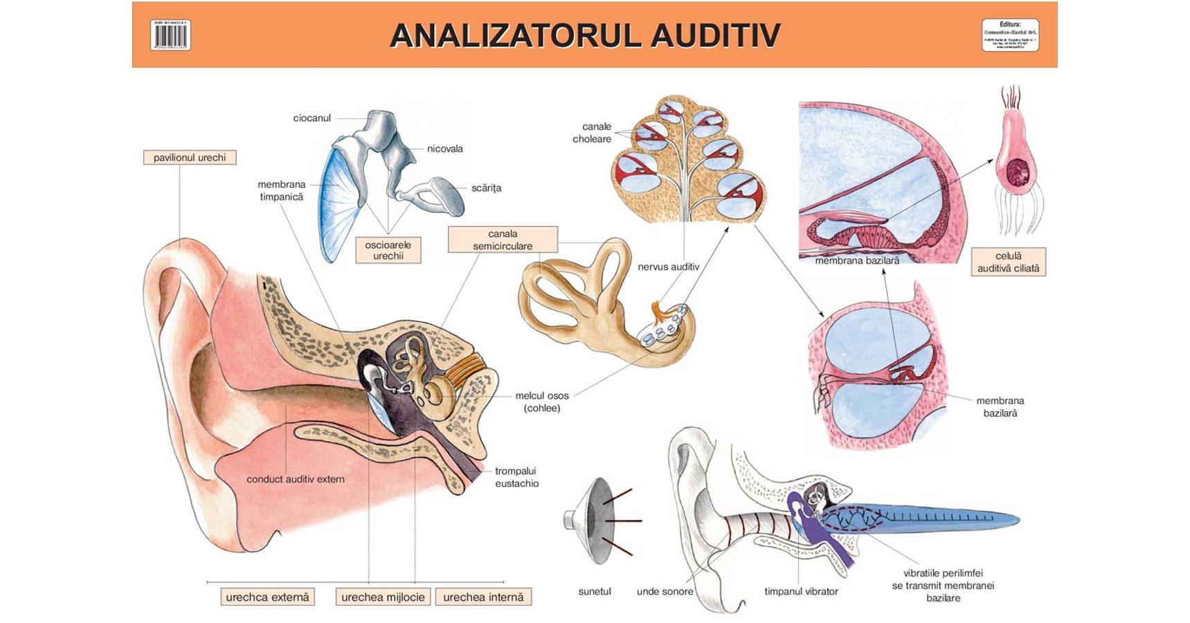 Analizatorul auditiv - bdidact.ro