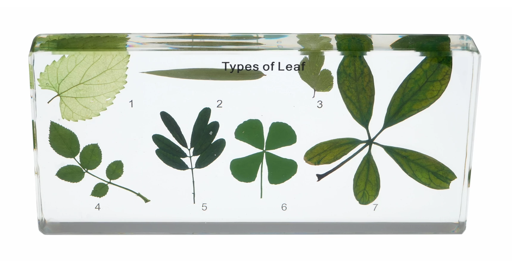 Preparat tipuri de frunze – 16,4 × 7,8 cm - bdidact.ro