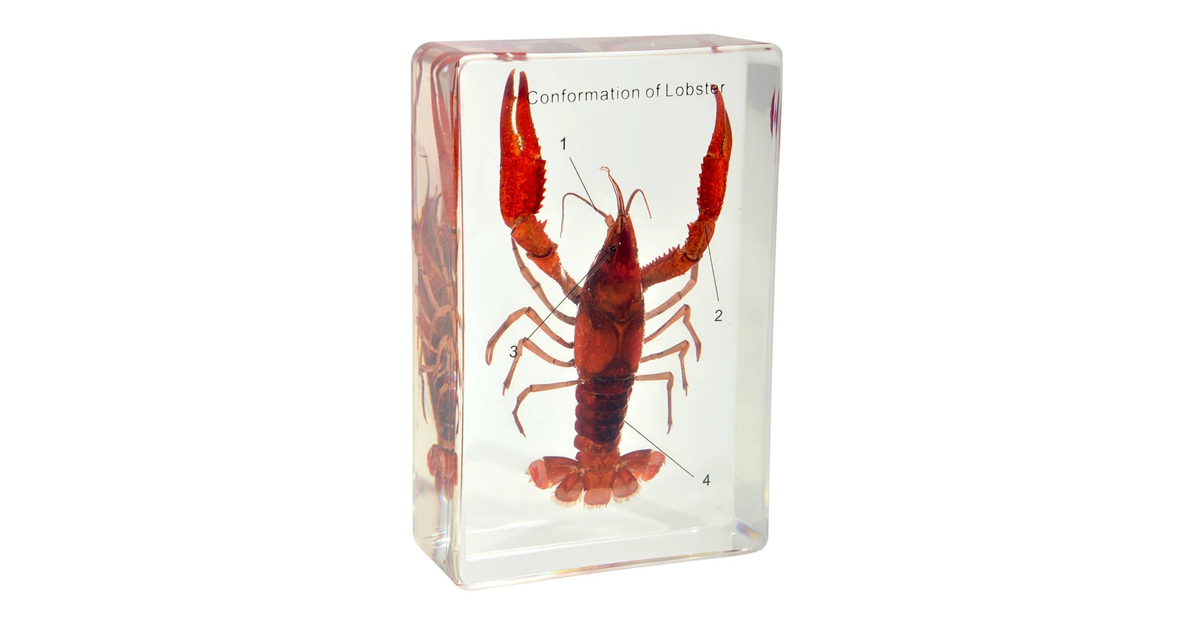 Preparat homar - bdidact.ro