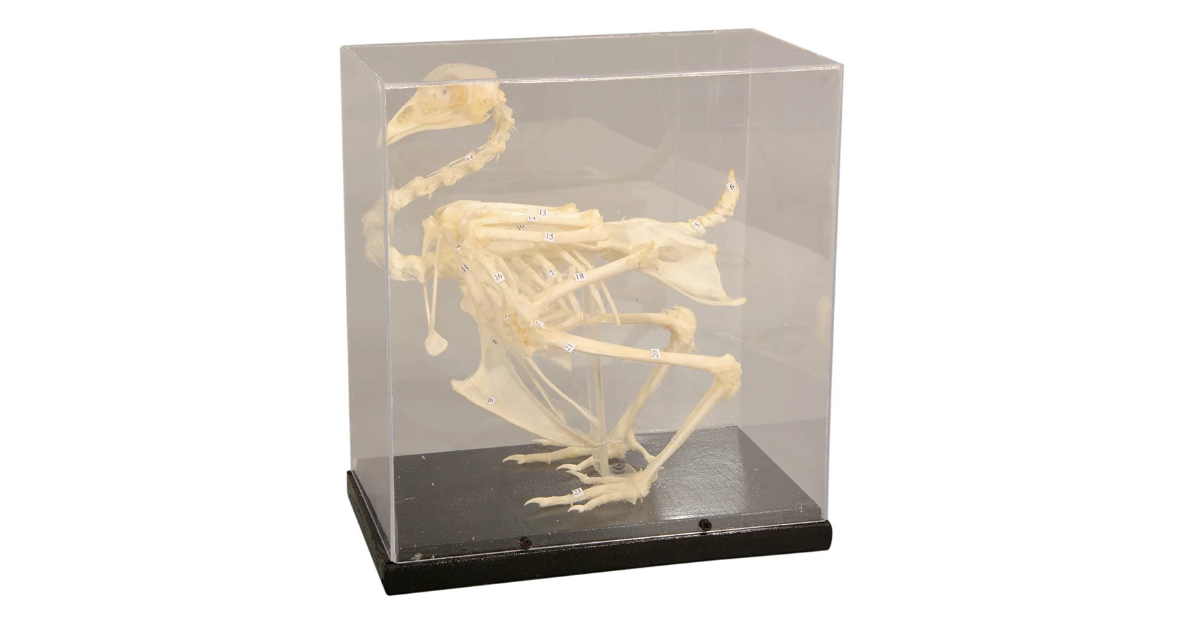 Model schelet de pui - bdidact.ro