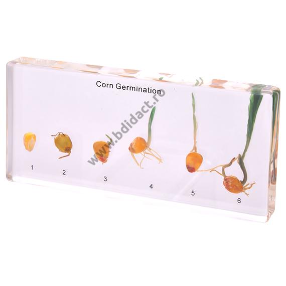 Model de germinare a porumbului - bdidact.ro